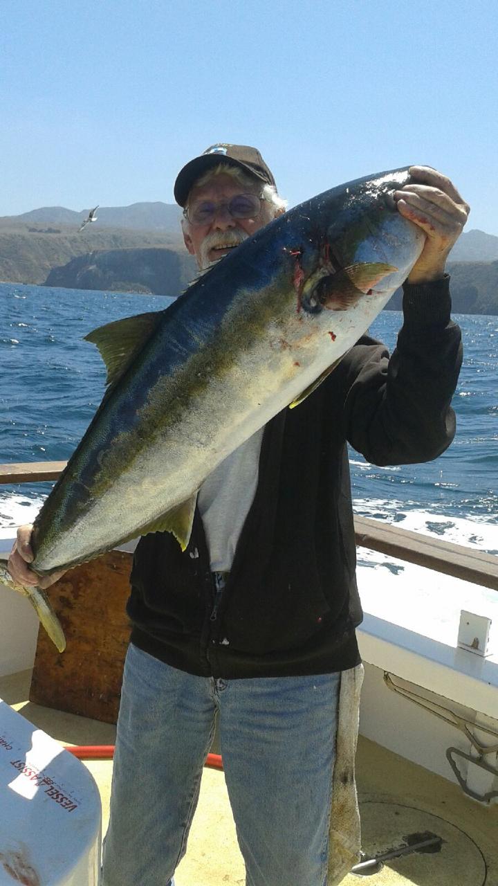 The Yellowtail have been biting! – Channel Islands Sportfishing